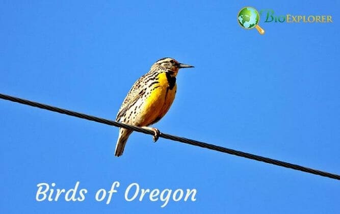 Top 10 Birds Of Oregon | Western Meadowlark | BioExplorer.net
