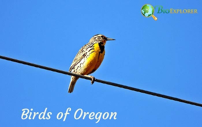 Top 10 Birds Of Oregon | Western Meadowlark | BioExplorer.net
