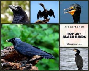 Top 30+ Black Birds | Types of Black Birds | Dark-Feathered Birds