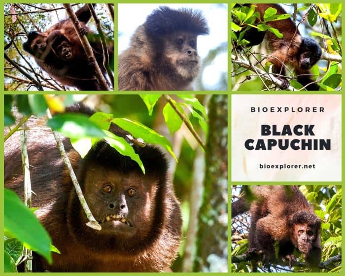 Black Capuchin Characteristics | Sapajus nigritus Facts