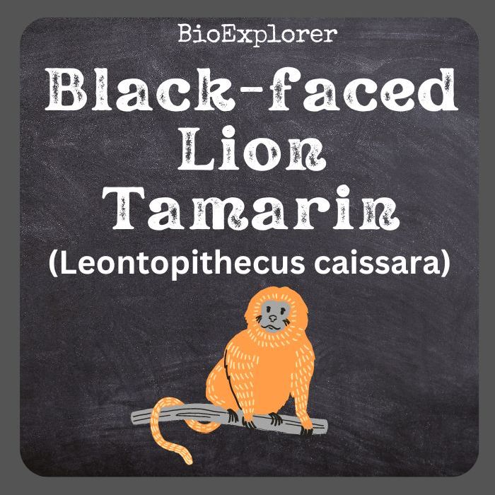 Black-faced Lion Tamarin Characteristics | Leontopithecus Caissara Diet ...