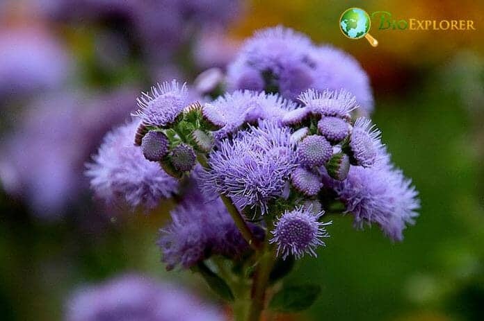 Ageratum Flower | Blue Mink Flower | Silk Flower | Pom-Pom Flower