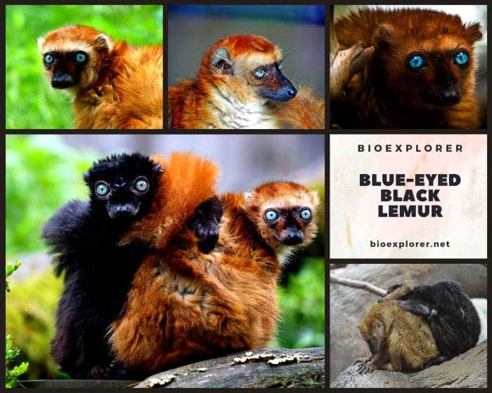 Blue-Eyed Black Lemur | Eulemur Flavifrons | Lemur Species | Facts