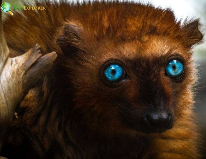 Blue Eyed Black Lemur Eulemur Flavifrons Lemur Species Facts