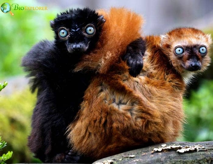 Blue-Eyed Black Lemur | Eulemur Flavifrons | Lemur Species | Facts