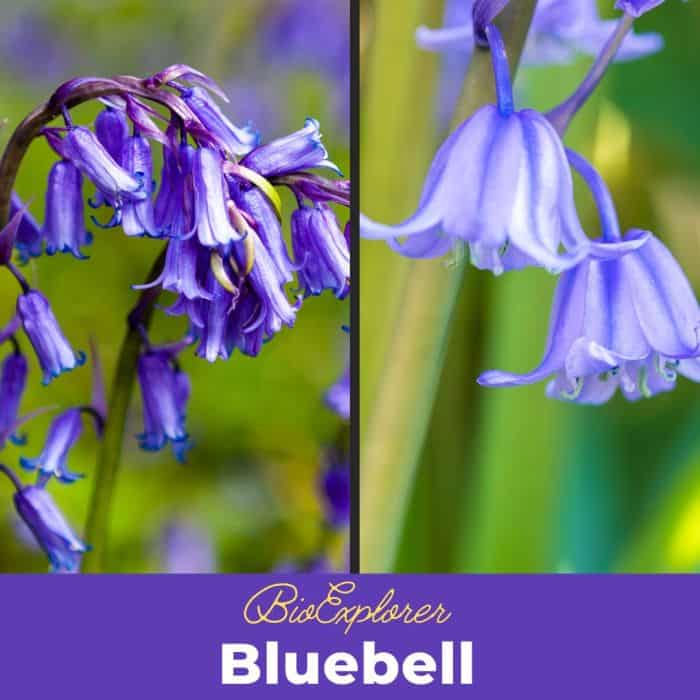 Bluebell Flower | Hyacinthoides non-scripta | Fun Facts