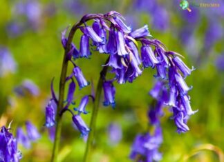 30+ Bell-Shaped Flowers | Flowers That Look Like Bells | BioExplorer.net
