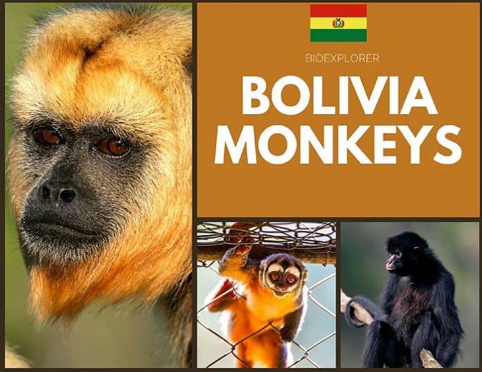 Bolivian Monkeys | Monkeys Living In Bolivia | BioExplorer