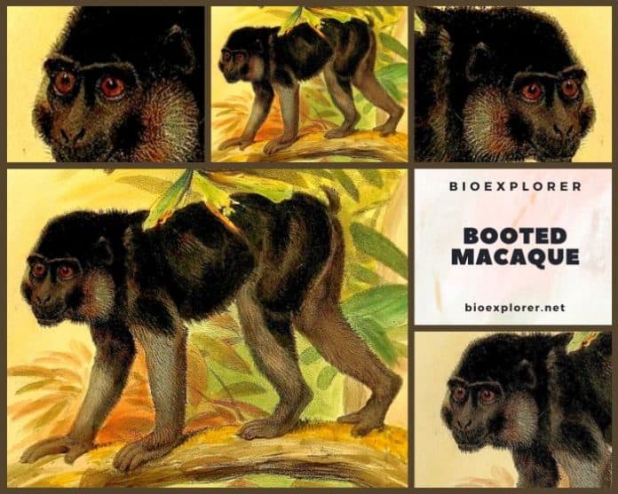 Booted Macaque Characteristics | Macaca Ochreata Facts | BioExplorer
