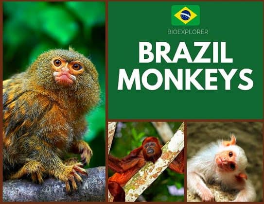 Brazilian Monkeys | Monkeys Native To Brazil | BioExplorer