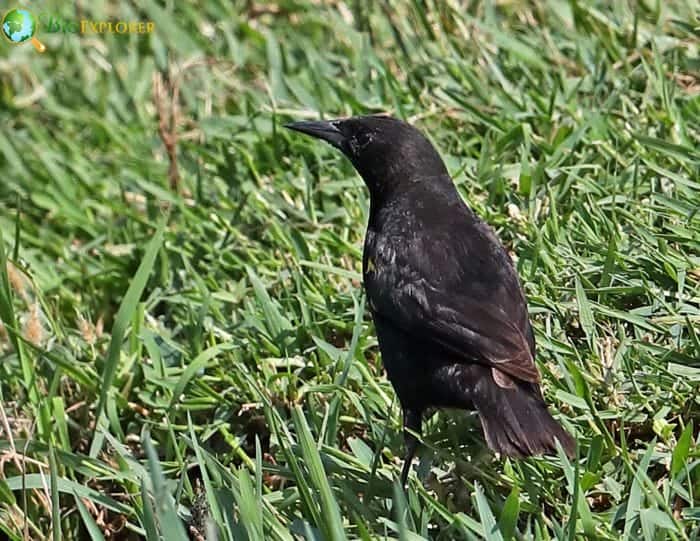 Yellow-Winged Blackbird | Agelasticus thilius | South American Songbird