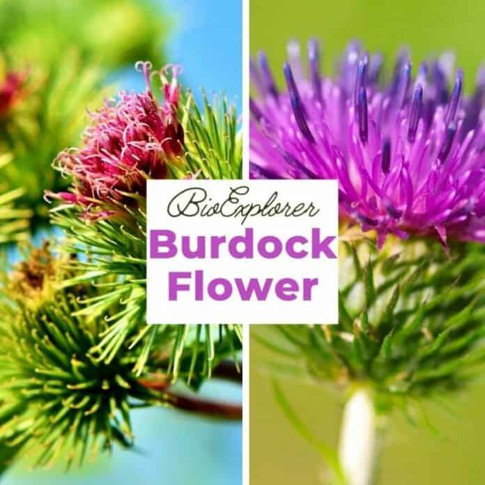 Burdock Flower | Arctium minus | BioExplorer.net