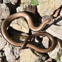Types of Amphibians | Frogs/Toads, Salamanders/Newts & Caecilians