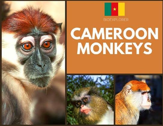 Cameroon Monkeys | Monkeys Native To Cameroon | BioExplorer