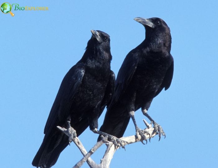 43 Types of Crows | All Corvus Species | Corvidae Family Birds