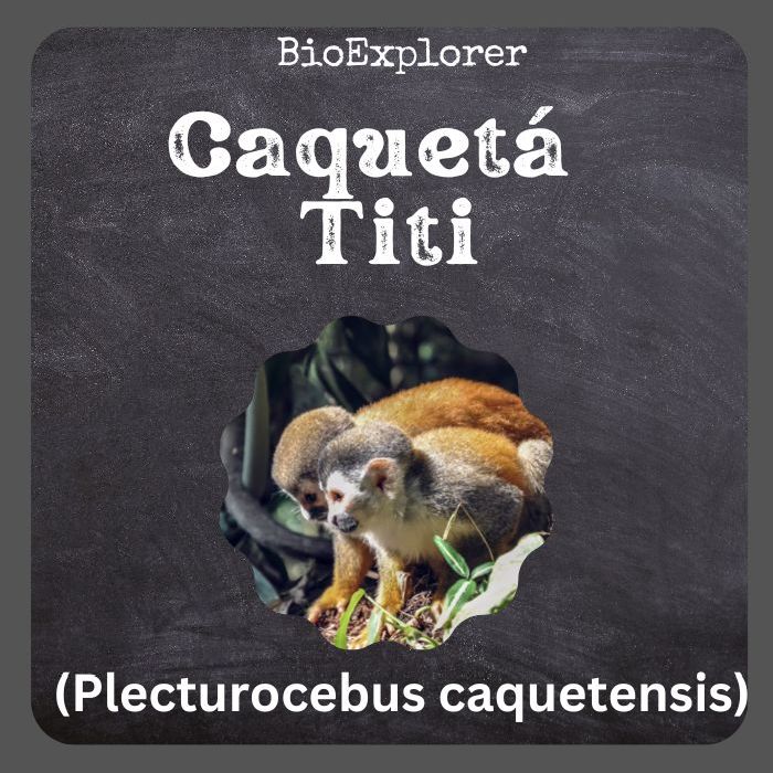 Caquetá Titi Characteristics | Plecturocebus Caquetensis Facts ...