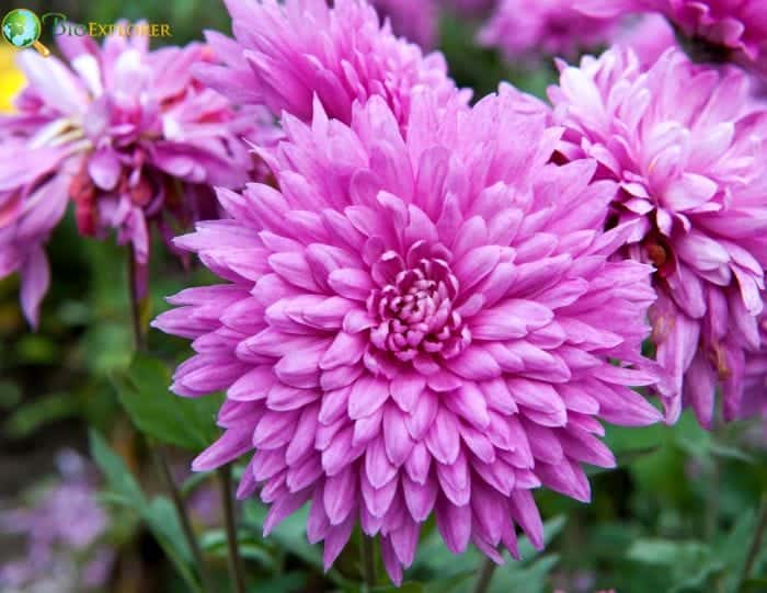 November Birth Flowers | Chrysanthemum and Peony | Symbolism and Meaning