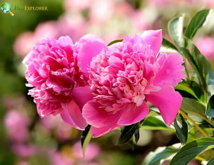 November Birth Flowers | Chrysanthemum and Peony | Symbolism and Meaning