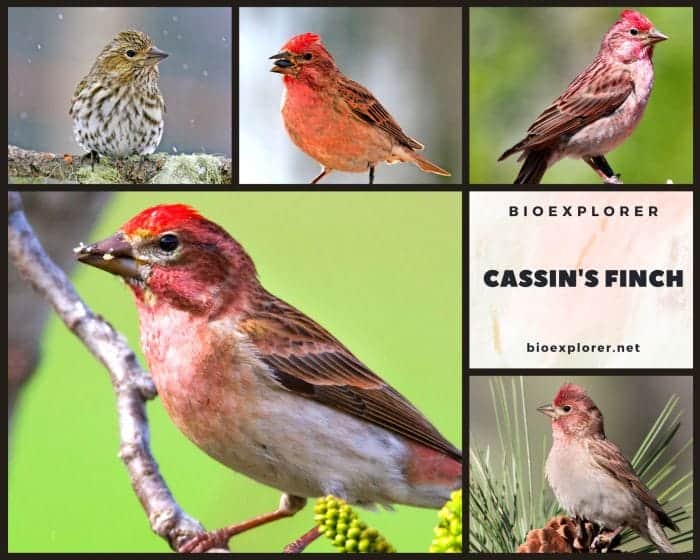 Cassin's Finch | Haemorhous cassinii | Fun Facts | Characteristics