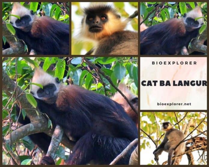 Cat Ba Langur Characteristics | Trachypithecus Poliocephalus Facts