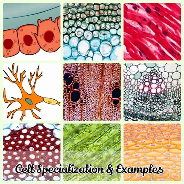 Cell Specialization | Mechanisms, Examples & Importance | BioExplorer Cell Specialization | Mechanisms, Examples & Importance | BioExplorer
