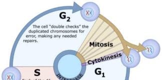 Mesenchymal Stem Cells: Properties, Process, Functions, Therapies