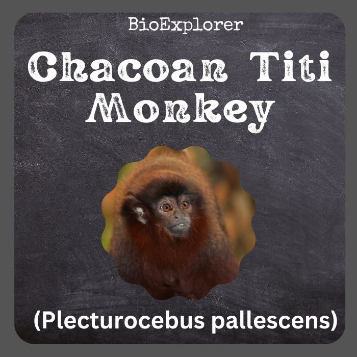 Chacoan Titi Monkey Characteristics | Plecturocebus Pallescens Facts ...
