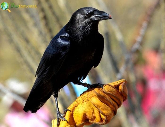 43 Types of Crows | All Corvus Species | Corvidae Family Birds