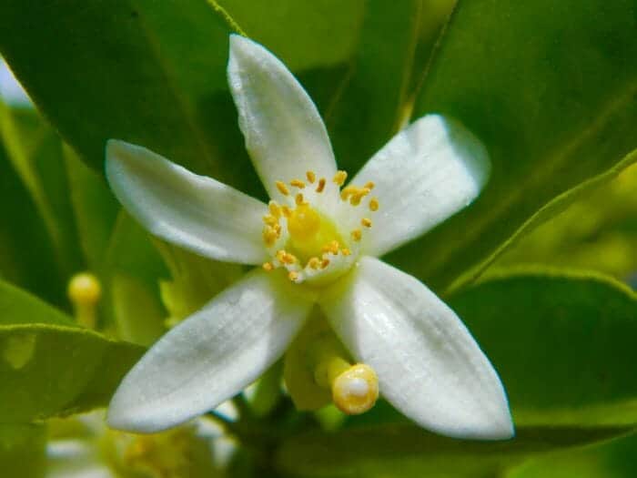Lemon Flower | Citrus × limon | BioExplorer.net