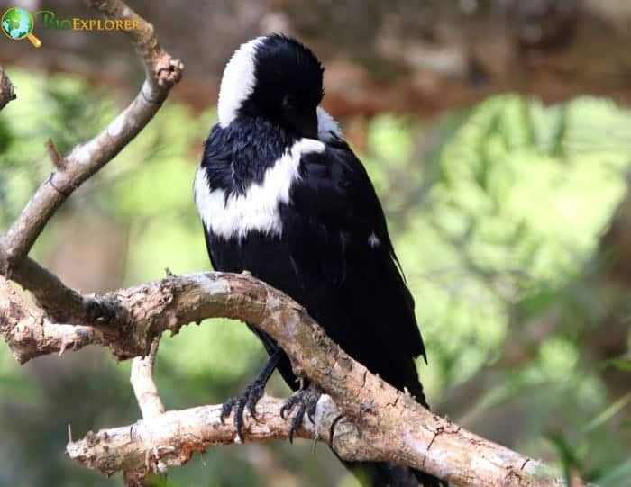 43 Types of Crows | All Corvus Species | Corvidae Family Birds