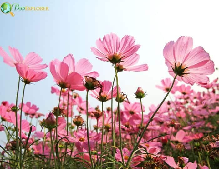 October Birth Flowers | Marigold and Cosmos Flower | Meaning & Symbolism