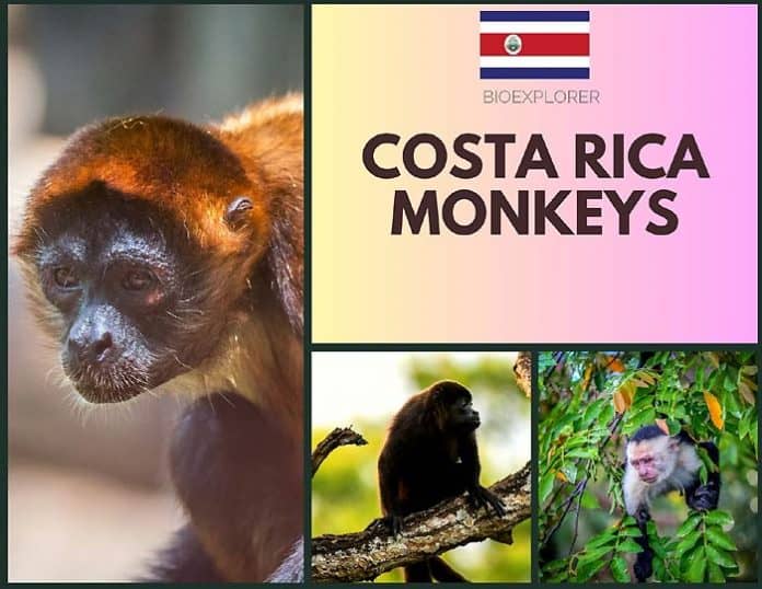 Costa Rica Monkeys | 4 Monkeys Found in Costa Rica | Costa Rica ...