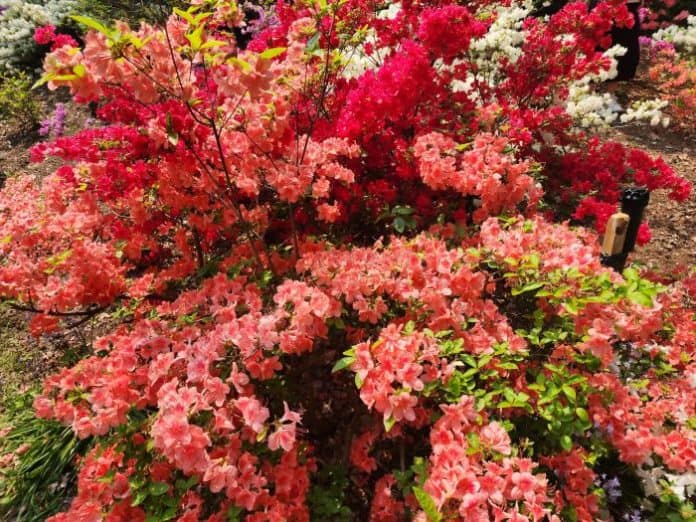 Azalea Flowers | 29 Types of Azaleas | Plant Care | Pictures
