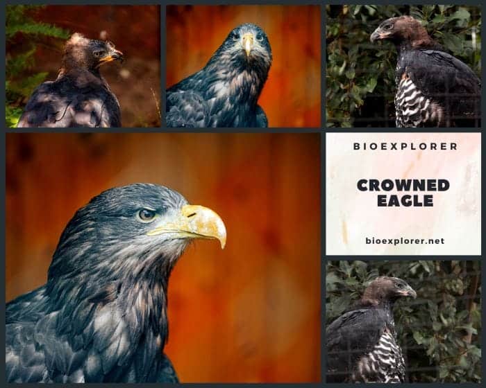 Crowned Eagle | Stephanoaetus Coronatus | African Bird | Facts