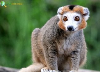 Types of Lemurs | Lemur Species | Lemurs with Pictures | BioExplorer
