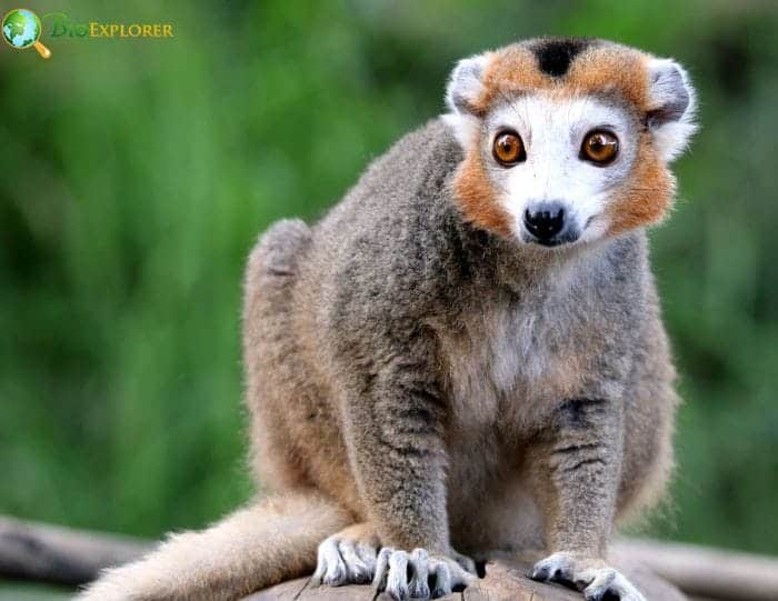 Crowned Lemur | Eulemur Coronatus | Lemur Species | Facts