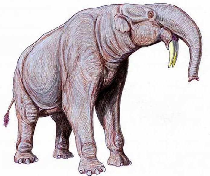 Elephant Evolution | From Moeritherium To Modern Day Elephants