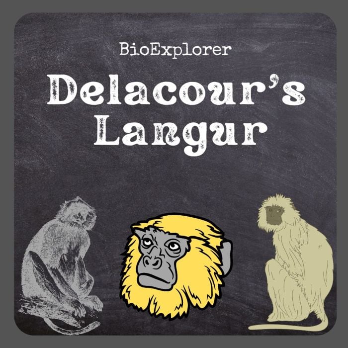Delacour's Langur Characteristics | Trachypithecus Delacouri Facts
