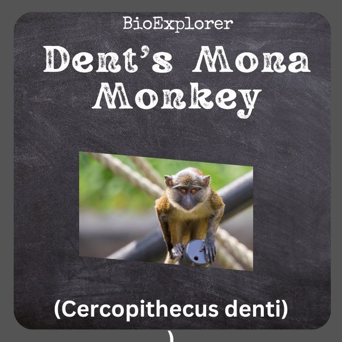 Dent's Mona Monkey Characteristics | Cercopithecus Denti Diet & Facts ...