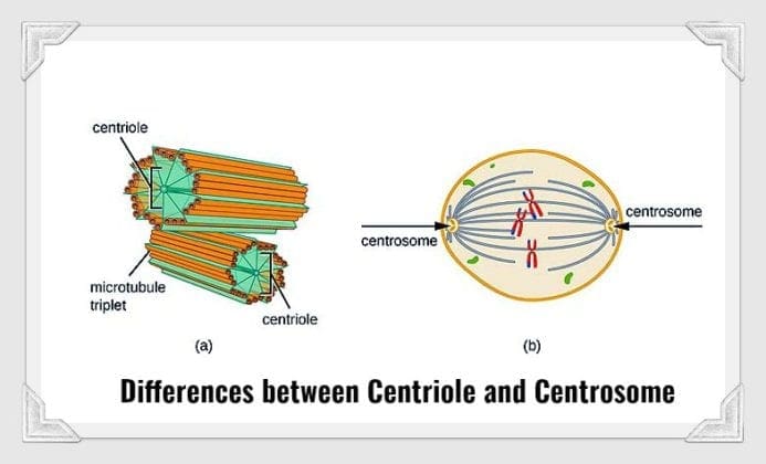 Centrosome vs Centriole | 8 Differences Between Centriole & Centrosome