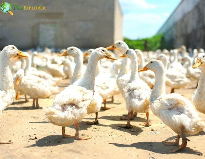 What Do Ducks Eat? | Ducks Diet By Types (Updated 2023)