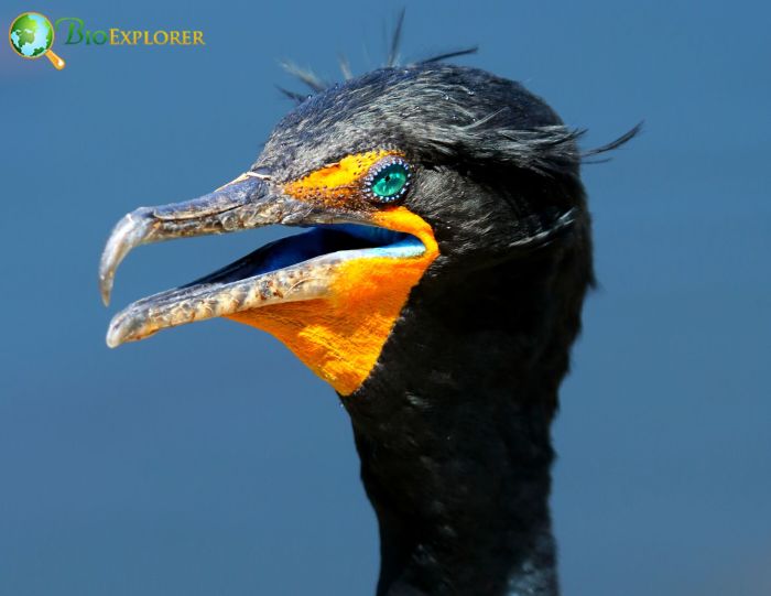 Double Crested Cormorant Female