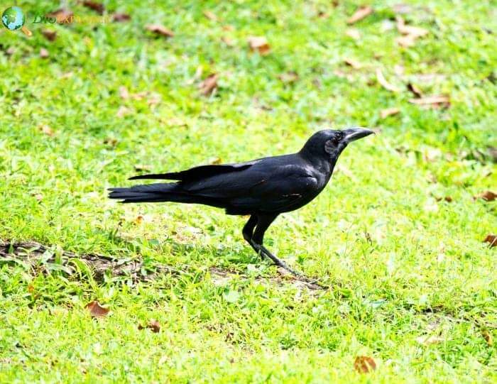 43 Types of Crows | All Corvus Species | Corvidae Family Birds