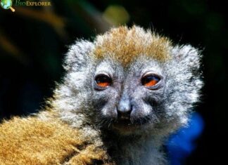 Madagascar Monkeys Archives - BioExplorer.Net