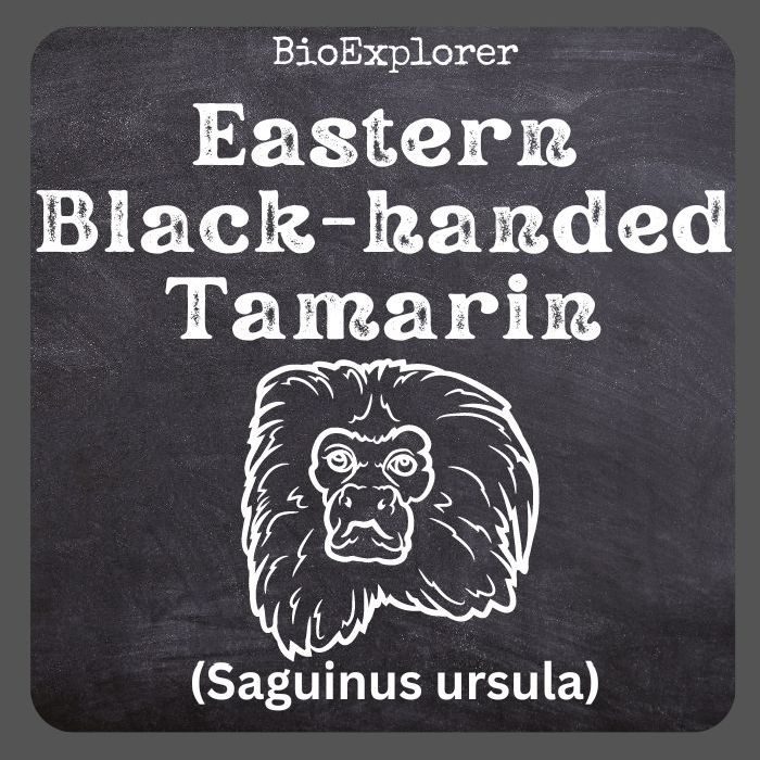 Eastern Black-Handed Tamarin Characteristics | Saguinus Ursula Facts ...