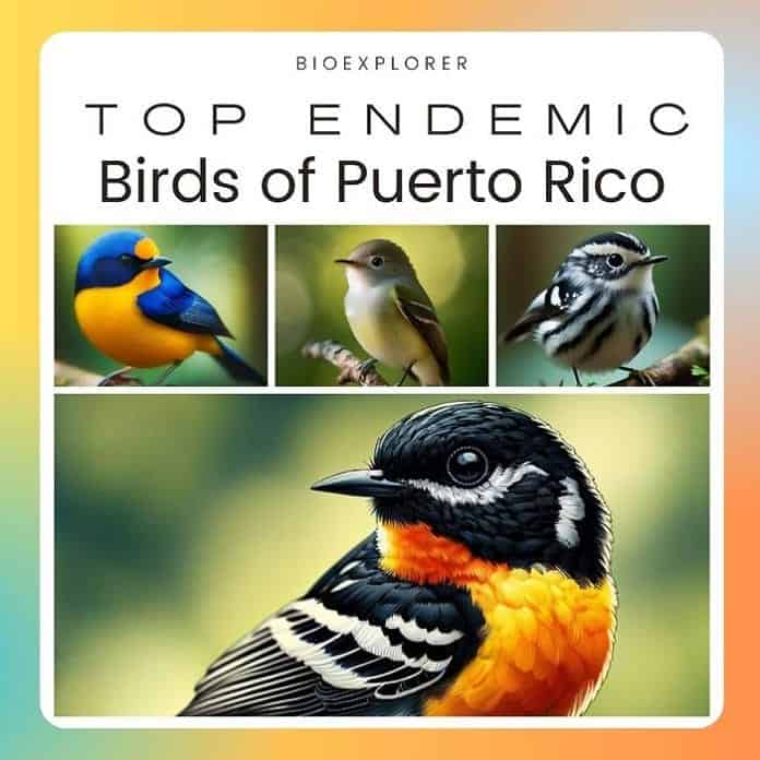 18 Birds of Puerto Rico | Puerto Rico Endemic Birds | BioExplorer