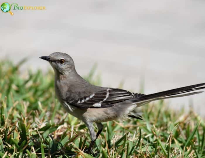 Mimids | Mimicry Birds | Mimidae | Mockingbirds | Thrashers & More