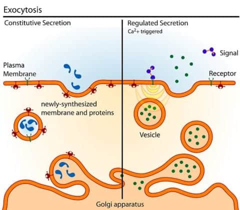 Vesicle Functions | Types of Vesicles | 9 Major Functions of Vesicles