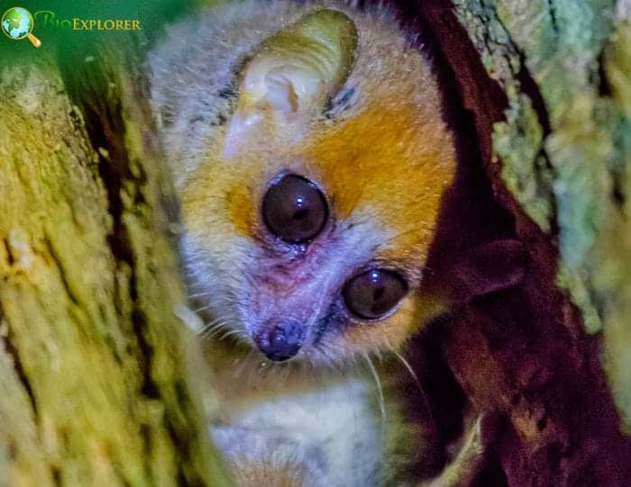 Goodman's Mouse Lemur | Microcebus lehilahytsara | Facts | Pictures