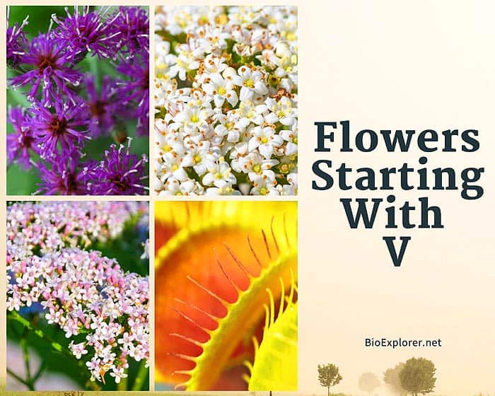 Flowers Starting with V | V Flowers | Flower Names Begin with V
